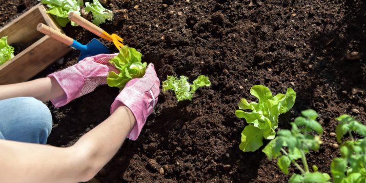 Що можна посадити у вересні щоб встигнути зібрати врожай до холодів