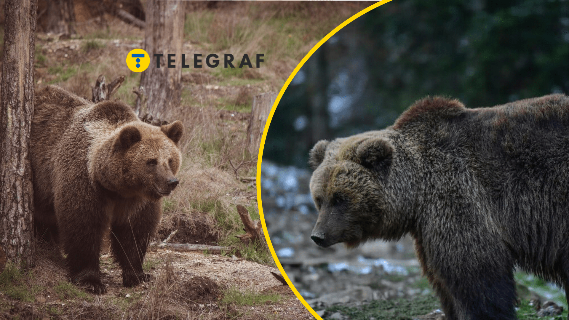 Brown bear photographed in Chernobyl Exclusion Zone | News Minimalist