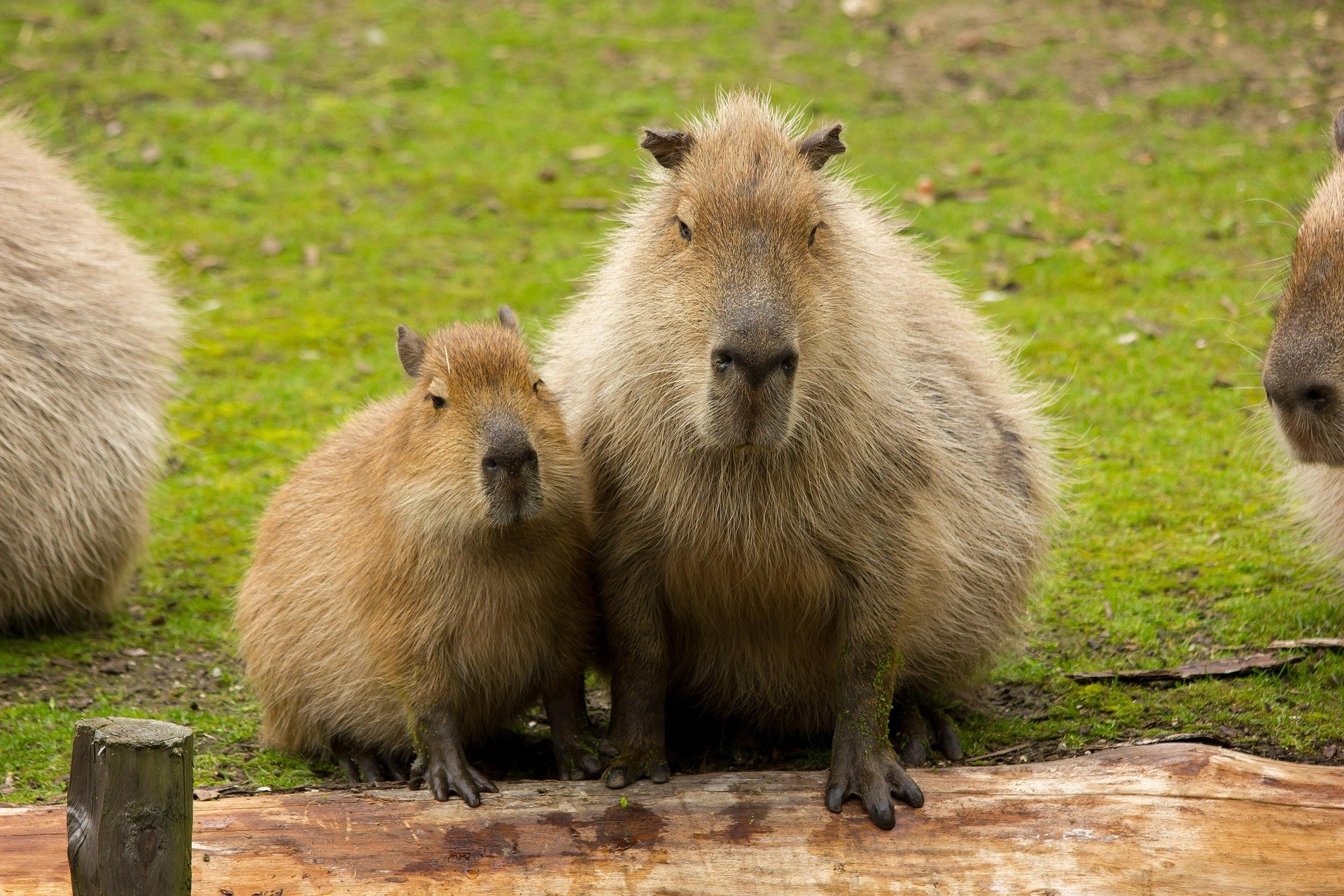 Capybaras overrun Argentinian town, causing damage | News Minimalist