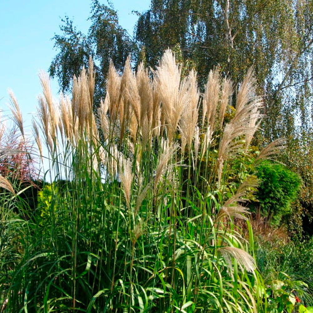 Арундо донакс варієгатний в Чернігівській області - який вигляд має ...