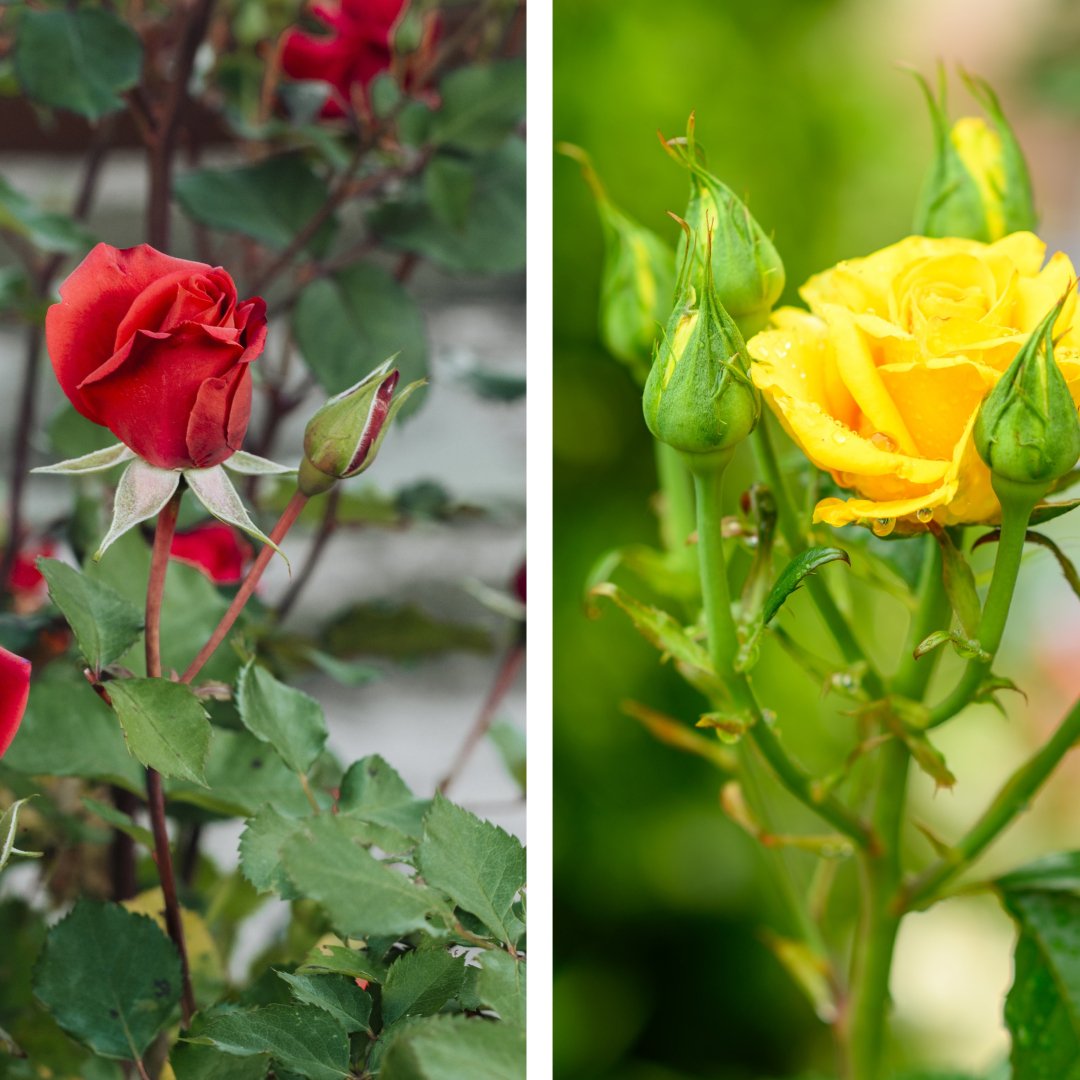 How to water roses properly in summer to prevent disease | News Minimalist