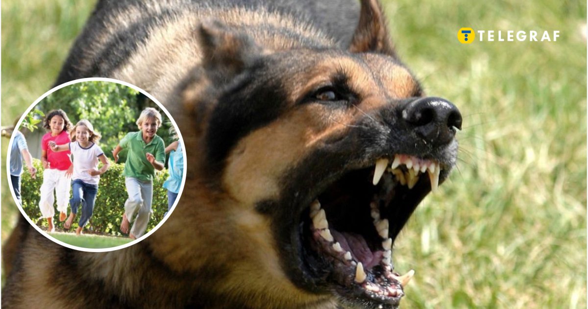 В Броварах собака покусала детей — что со школьниками, отловили ли ...