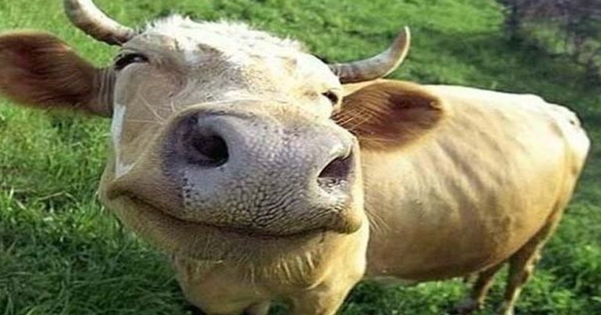 Смешные гифки из ВК зарядят позитивом на целый день - Телеграф