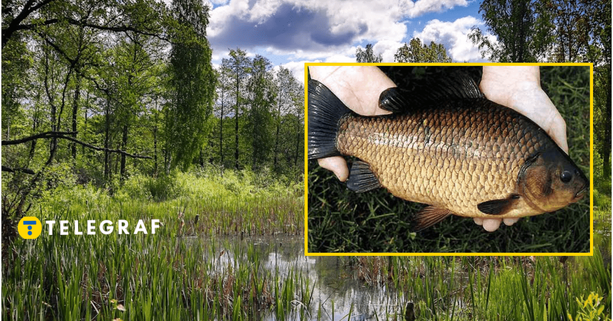 Карась золотий, мересниця озерна, умбра зникають в Україні - чому ...