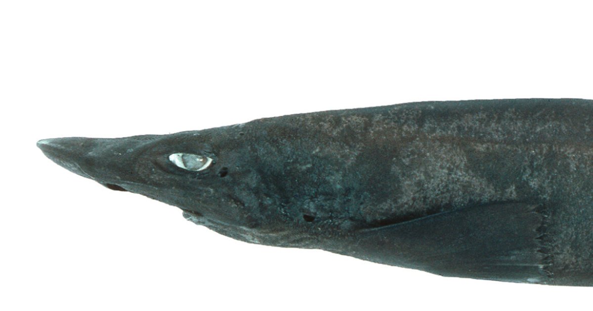 Відкрито новий вид котячих акул — його назвали Apristurus ovicorrugatus ...