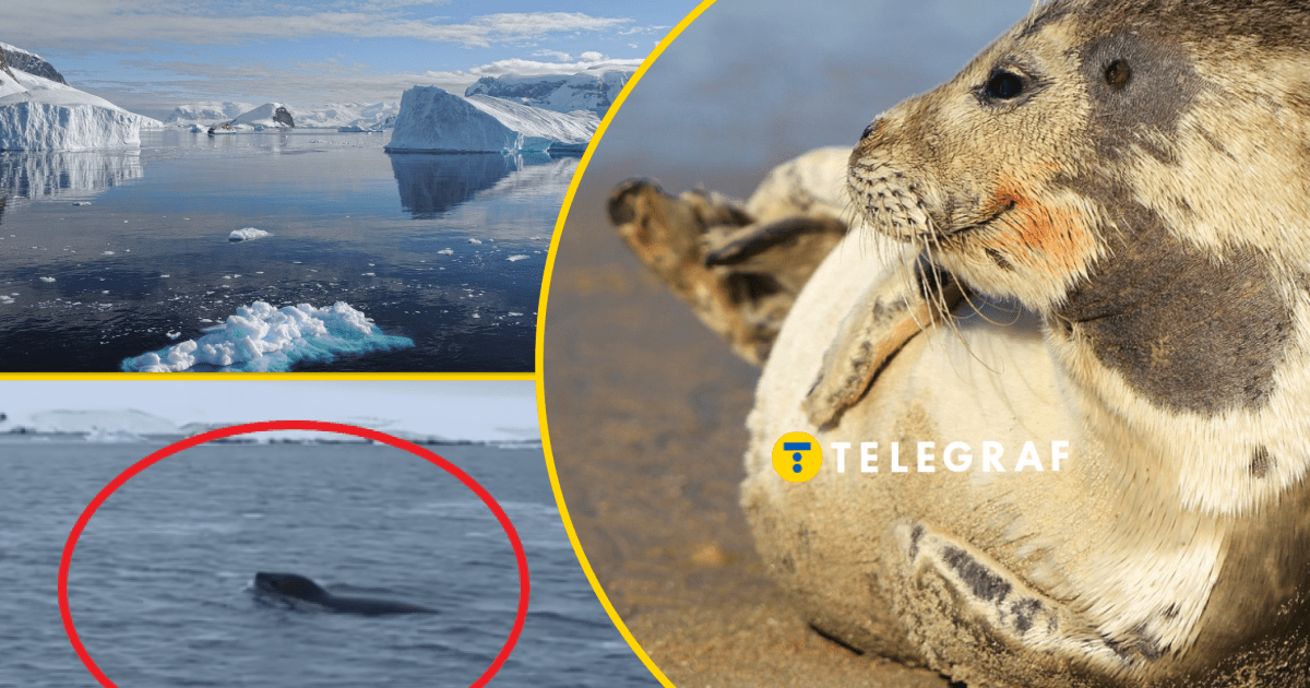 Морський леопард переслідував полярників з України в Антарктиці, відео ...