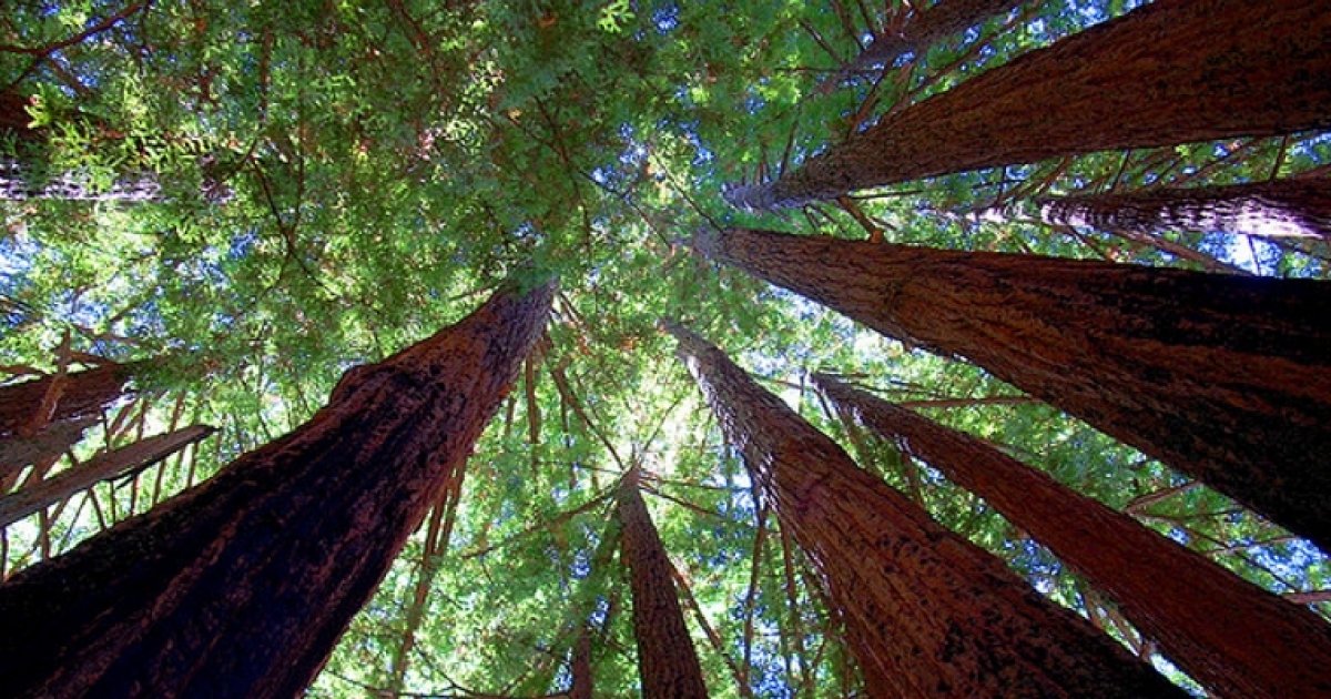 Биологи узнали, как кора помогает деревьям противодействовать ...