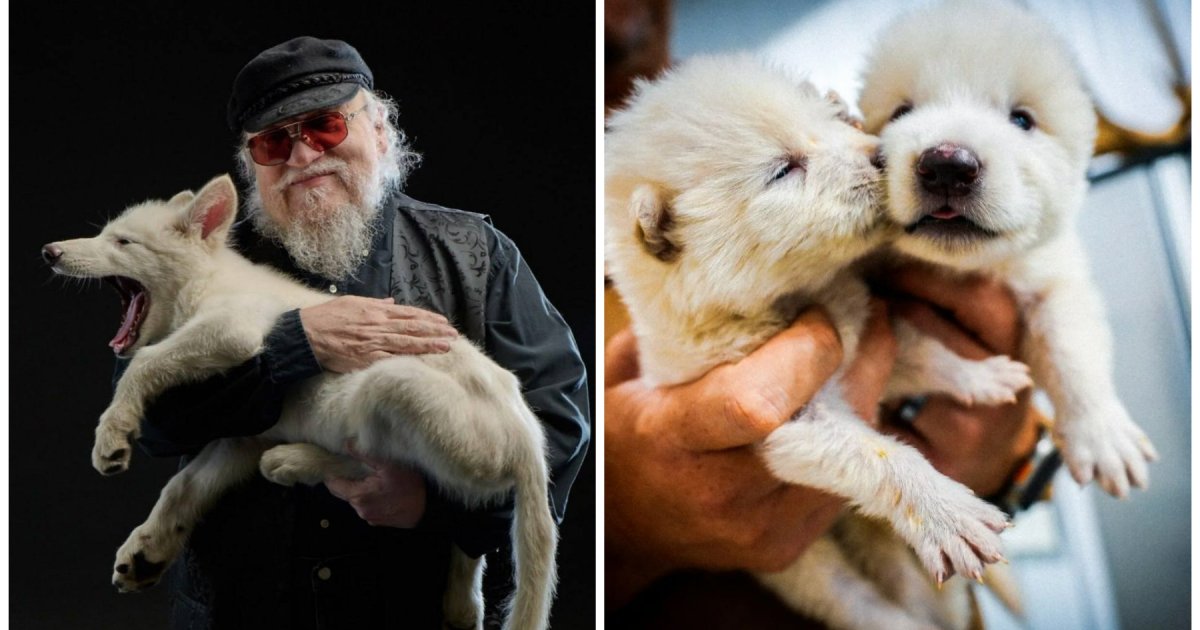 Жахливі вовки — цуценята Colossal Bioscience є гібридами, каже Нік ...