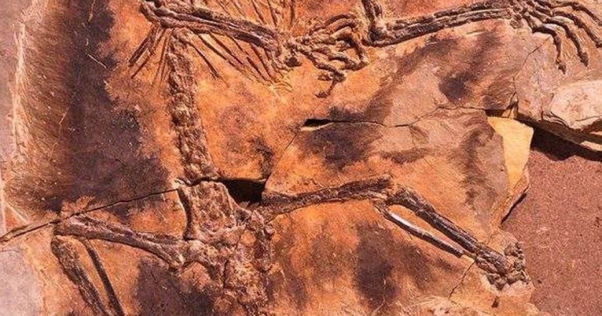 Палеонтологи обнаружили в Китае уникальное доисторическое животное ...