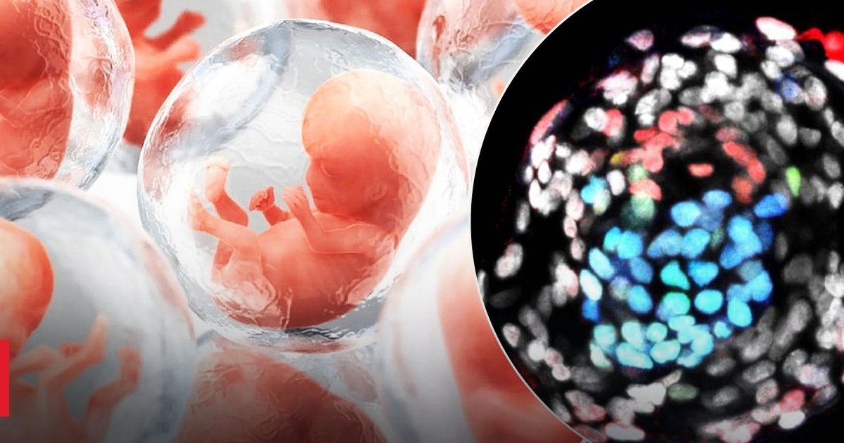 Закон про знищення ембріонів військових - чому у медиків та МОЗ ...